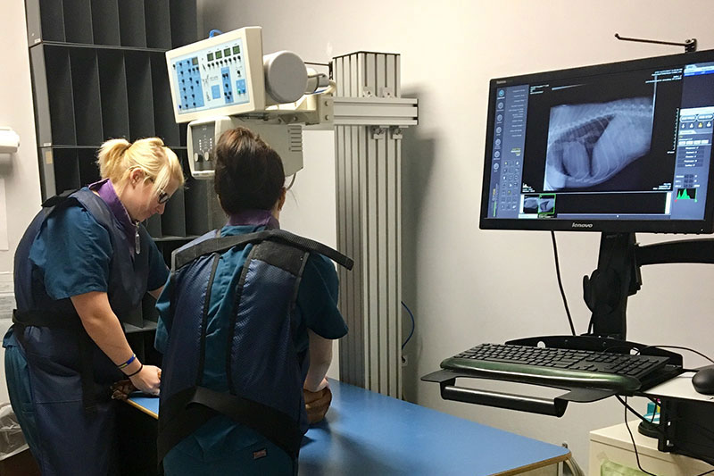 Diagnostic Services - Packerland Veterinary Center